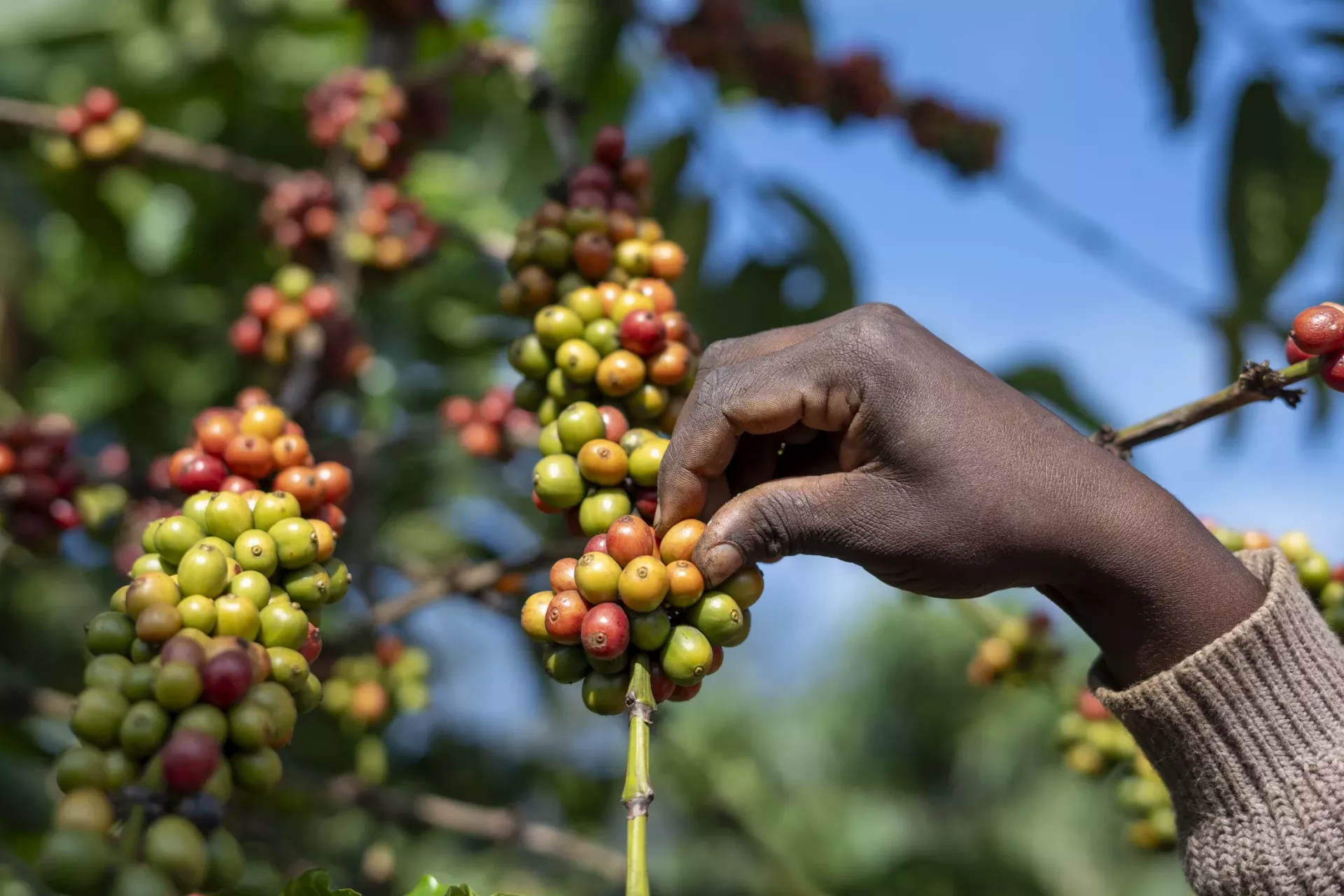 Uganda's fight against child labour on coffee farms | UNICEF Uganda
